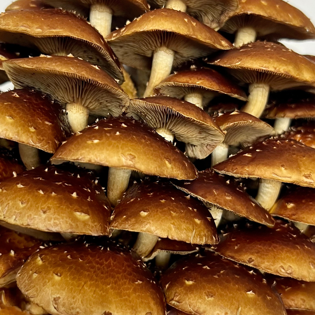 Chestnut Mushroom – World of Wood Gems and Minerals